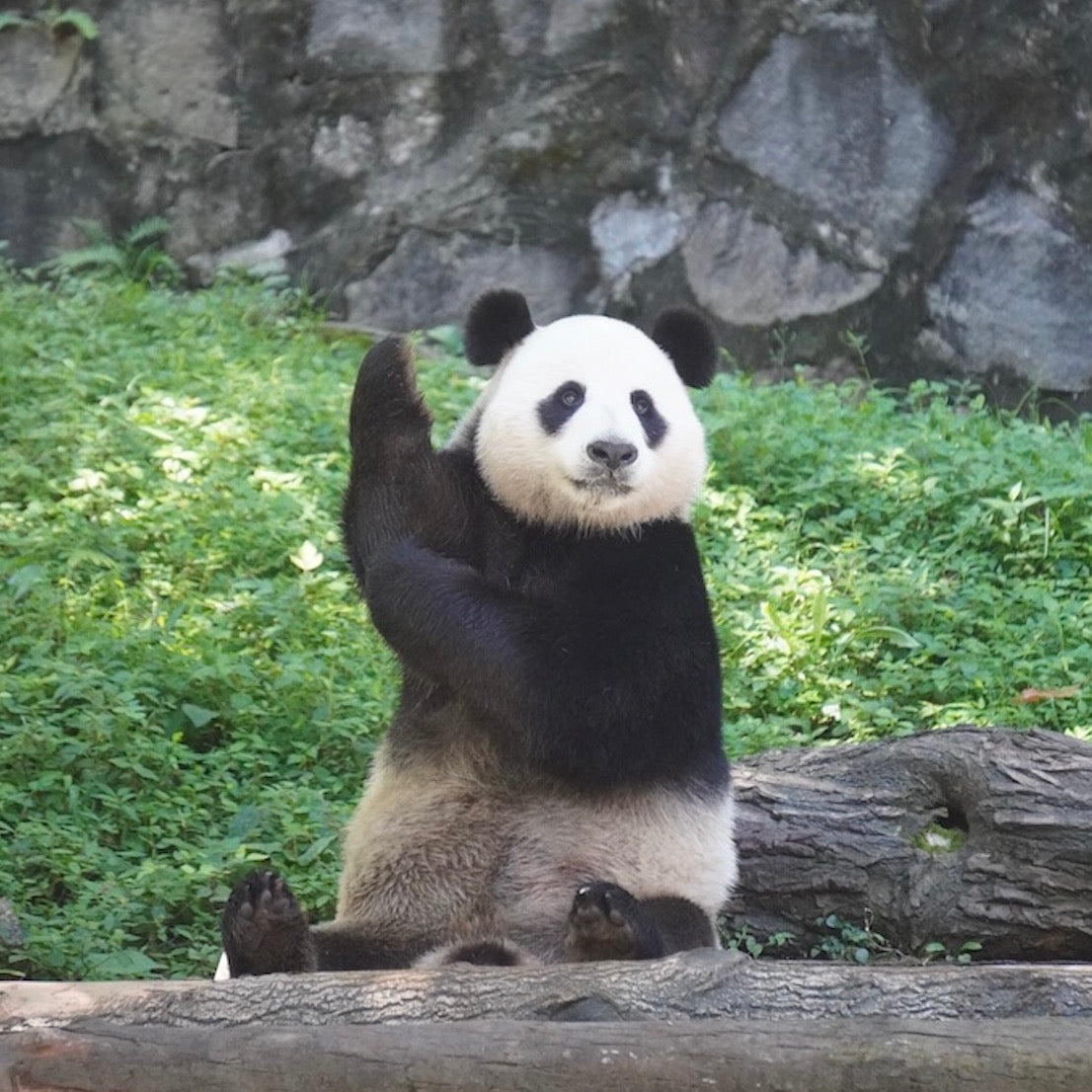 About us – My Panda Tours