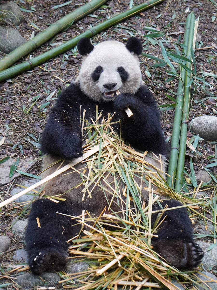 1-Day Dujiangyan Panda Valley and Mount Qingcheng – My Panda Tours