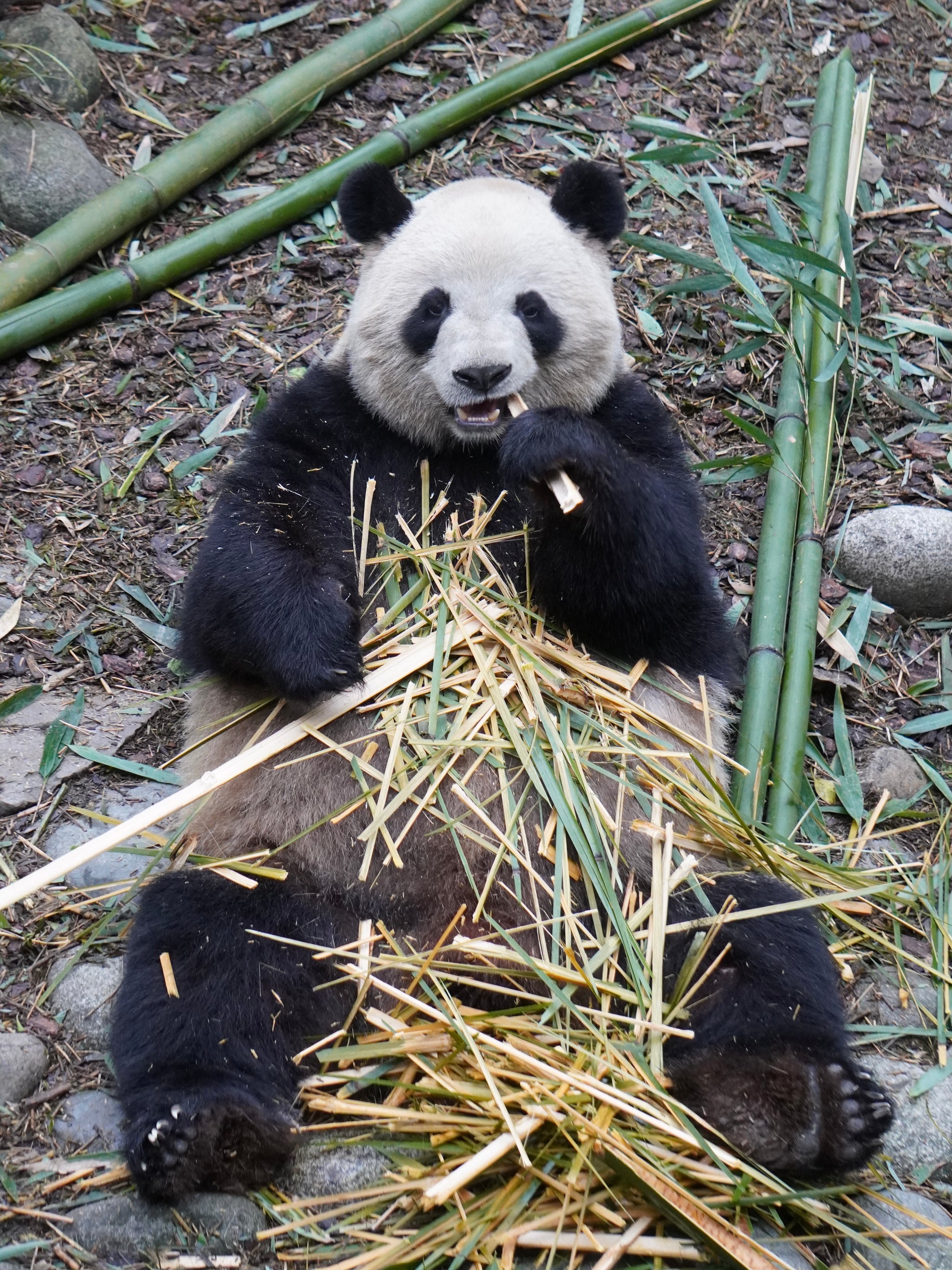 Products – My Panda Tours